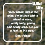 Dear Friend (song)